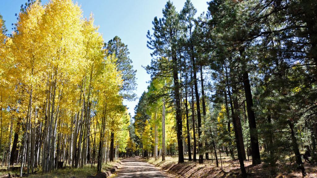 "Natural fuel breaks": Could aspen trees help solve the wildfire crisis ...
